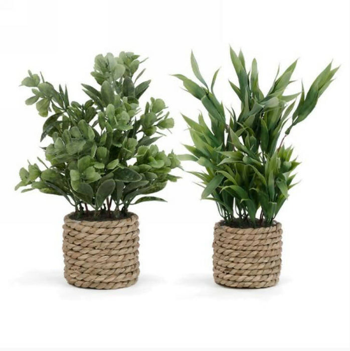 Plante feuillage rotin — Ma Zone Québec